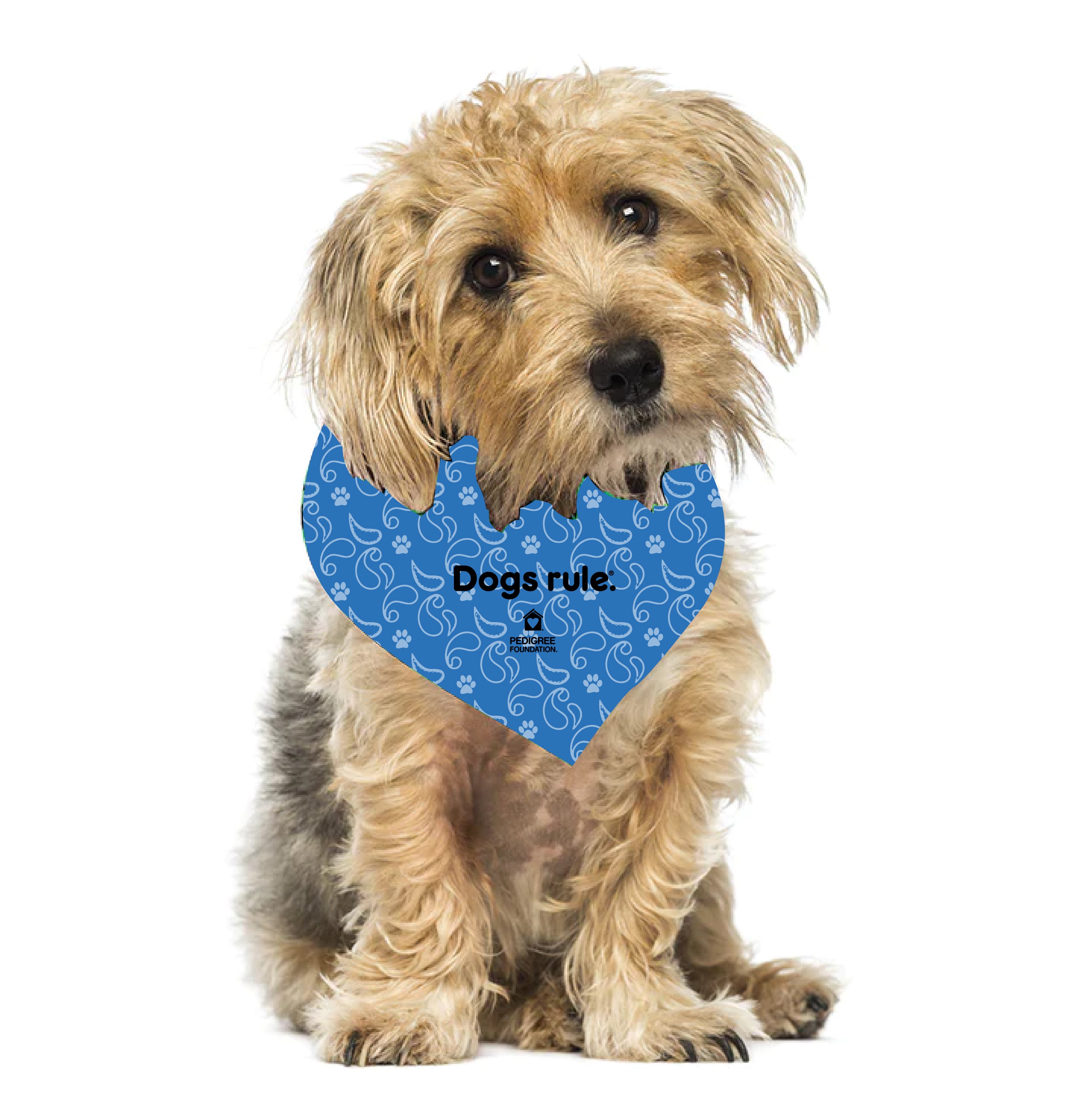Ocean Breeze Bandana – Pedigree Foundation DOGS RULE.® Store